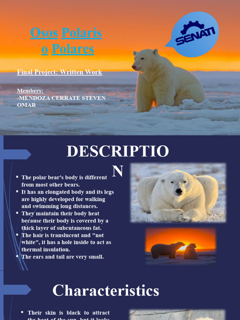 Osos Polaris Proyecto Final Writen Work | PDF | Polar Bear | Bears