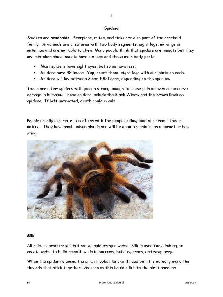 More spider facts | PDF | Spider | Spider Web