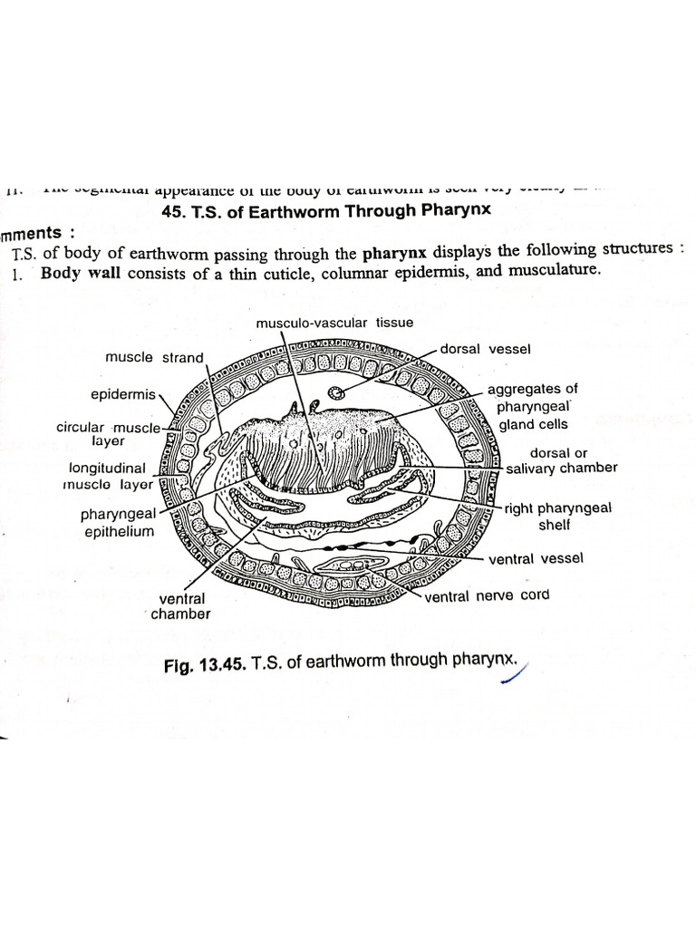 TS of Pharynx, Gizzard and Earthworm - 240321 - 185225 | PDF