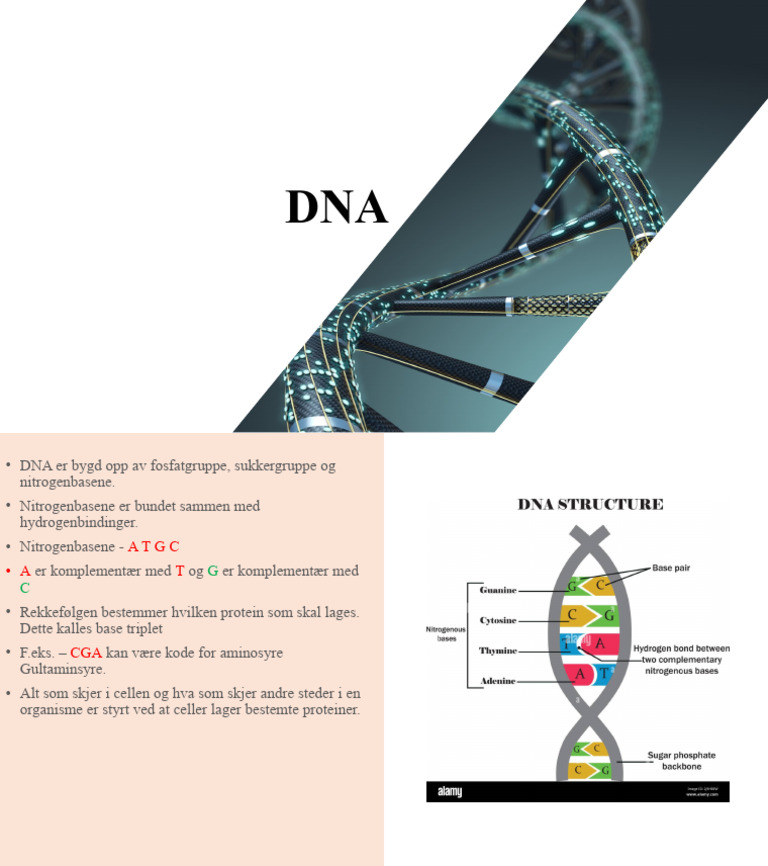 Dna | PDF
