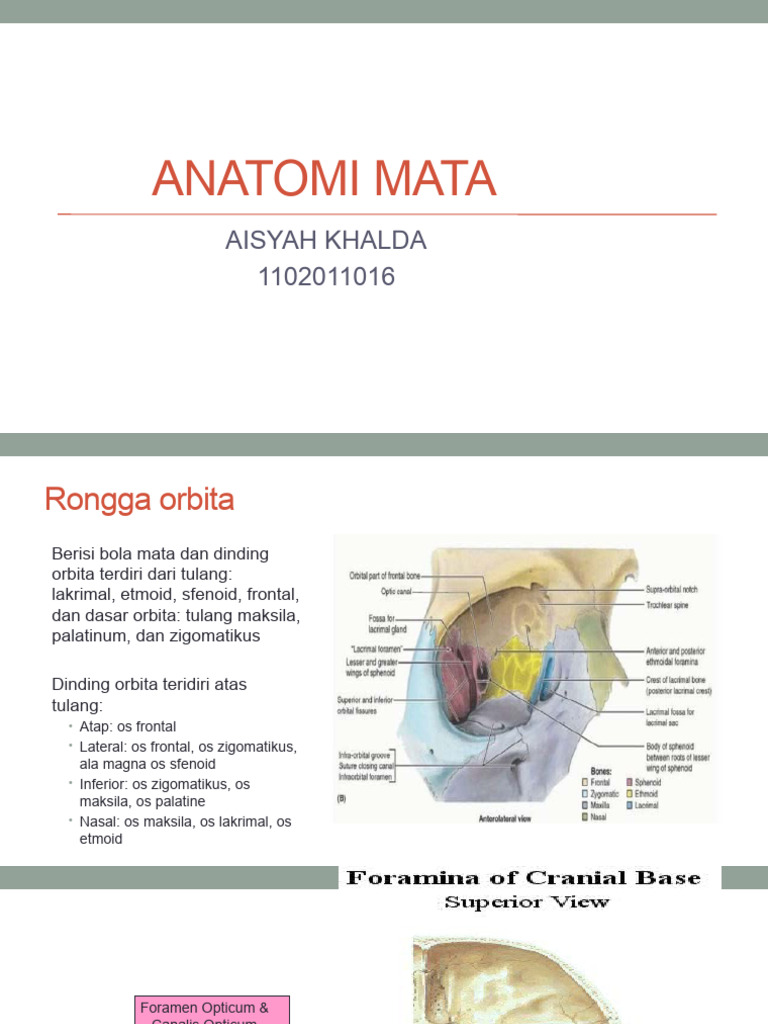 Anatomi Mata | PDF