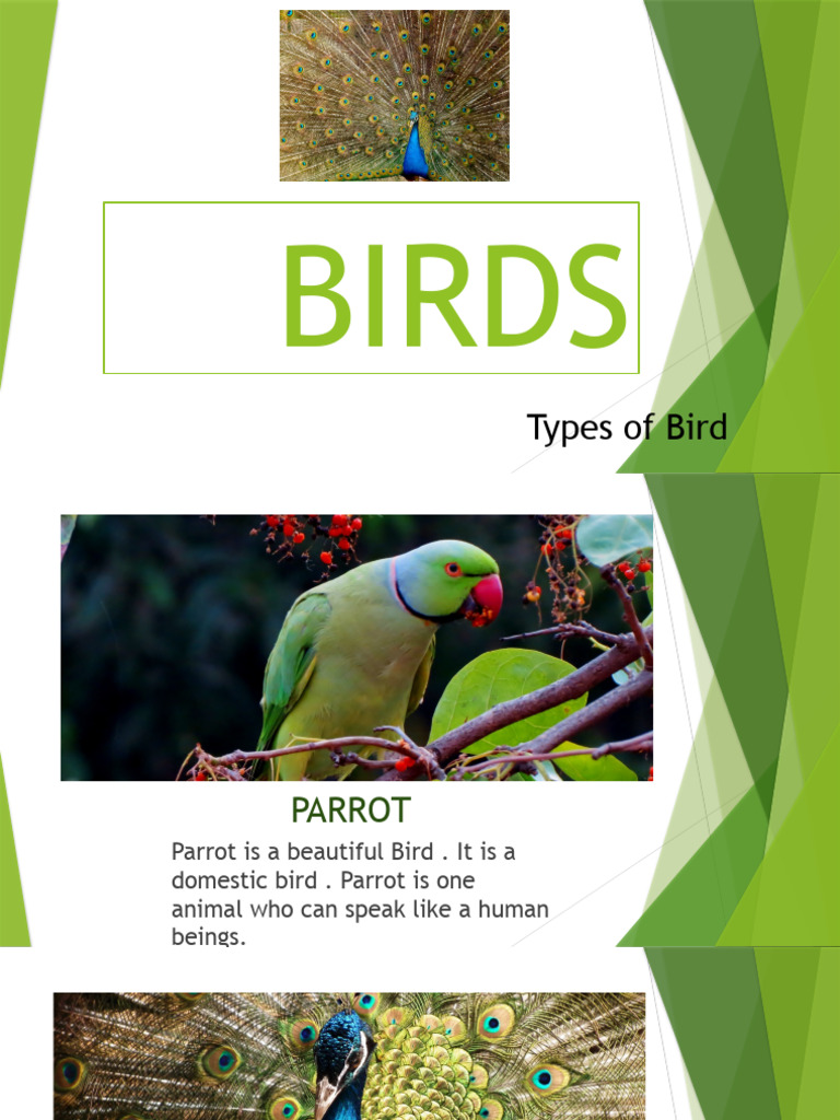 Birds | PDF | Columbidae | Birds
