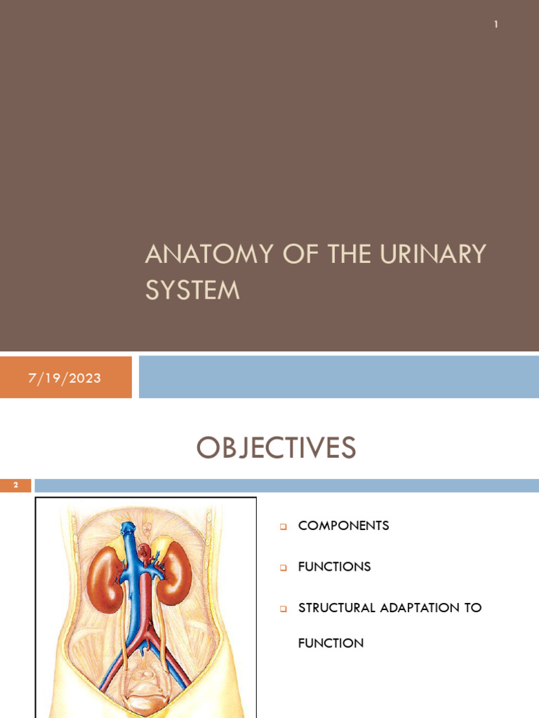 ANATOMY OF THE URINARY SYSTEM-1 | PDF | Kidney | Anatomy