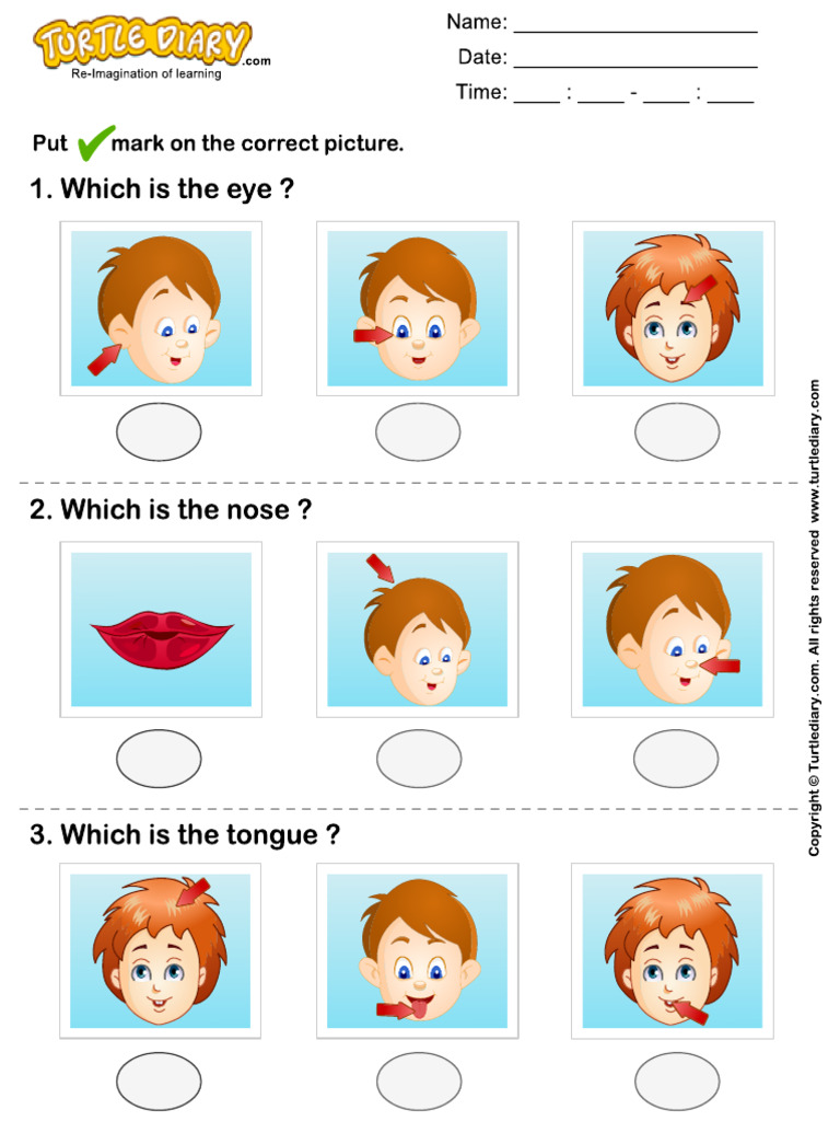 Parts of Human Face | PDF