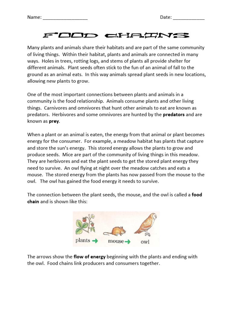 Understanding Food Chains and Mice | PDF | Mouse | Predation