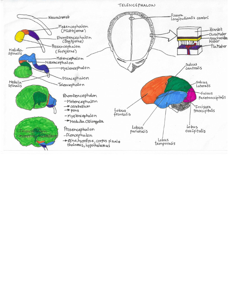 Neural tube, brain development | PDF
