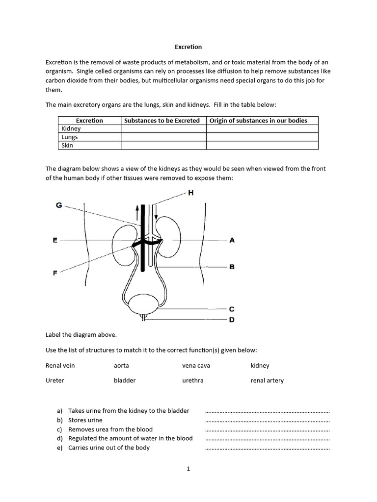 Understanding Human Excretion Processes | PDF | Kidney | Urinary System