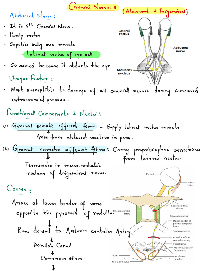Cranial Nerve 3 | PDF | Nervous System | Neuroscience