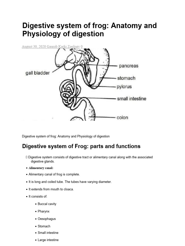 Digestive system of frog | Download Free PDF | Stomach | Pancreas