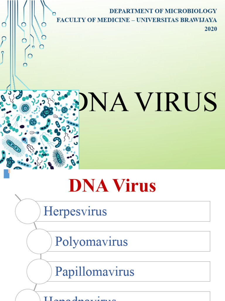 Overview of Human DNA Viruses | PDF | Virus | Hepatitis B