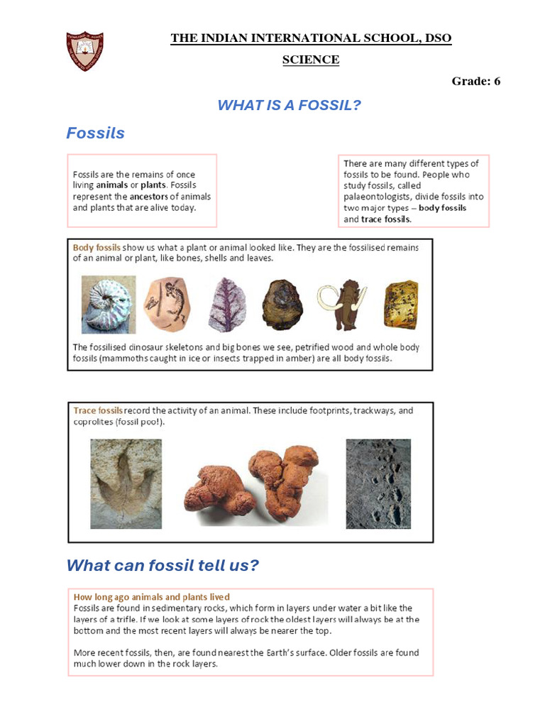 FOSSIL READING MATERIAL | PDF