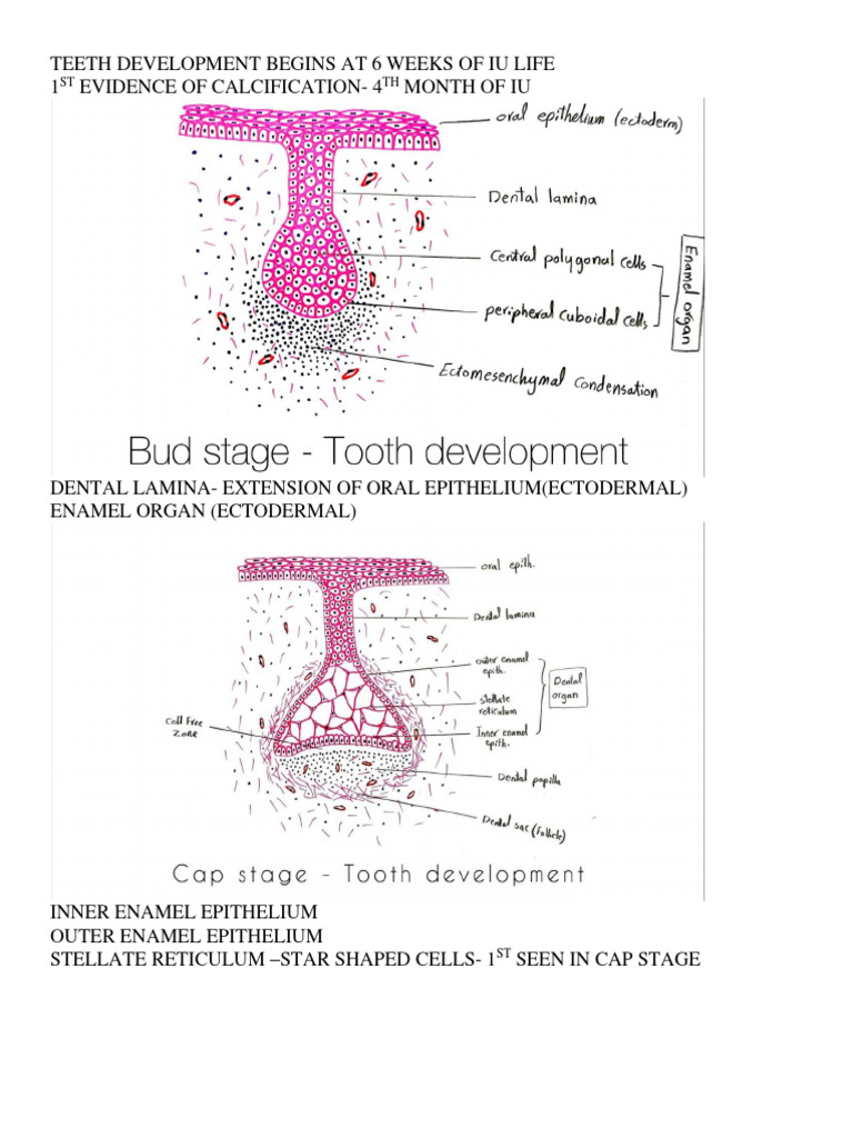 Stages of Tooth Development and Formation | PDF | Tooth Enamel | Human ...