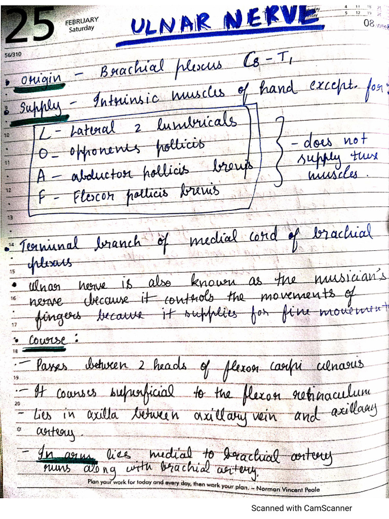 Anatomy Notes Nerves | PDF