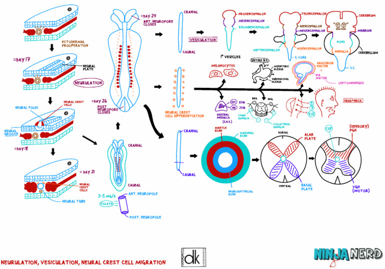 Neurulation, Vesiculation, Neural Crest Cell Migration Illustration Atf ...