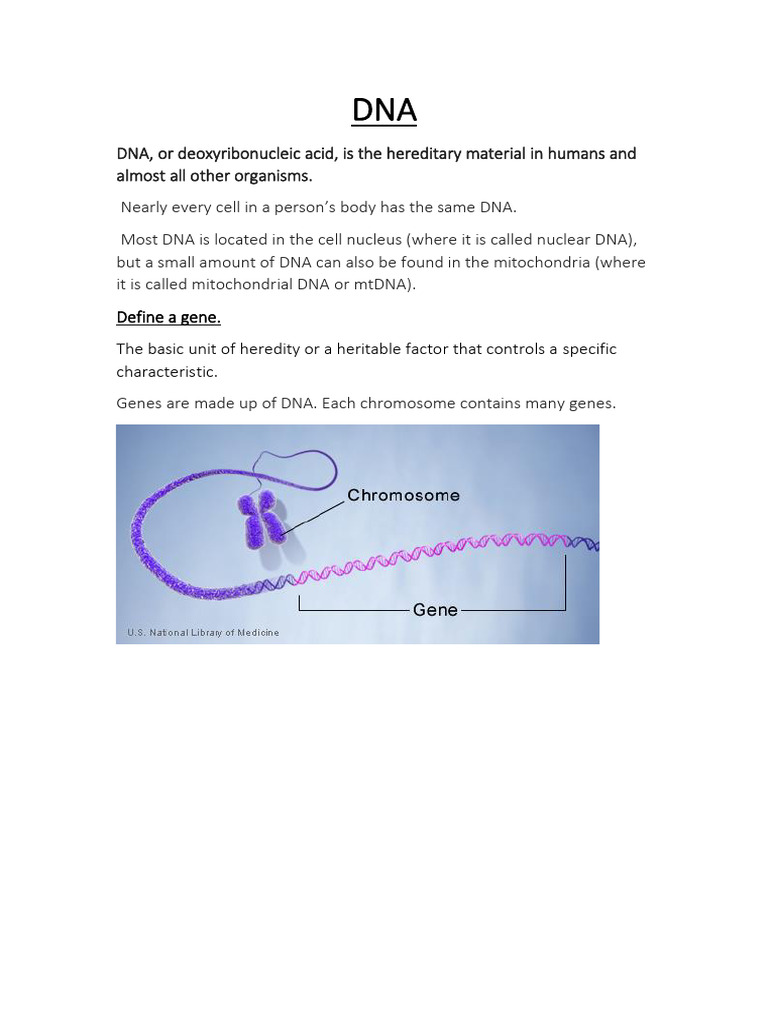 DNA Notes | PDF | Dna | Rna