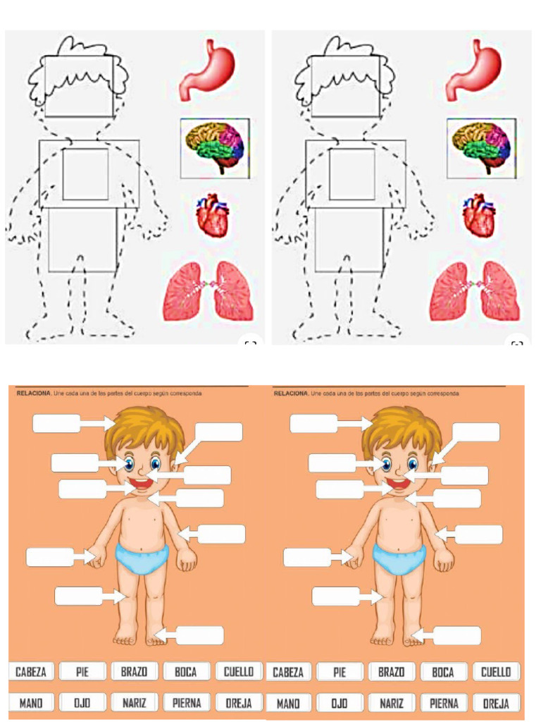 Partes Del Cuerpo Pdf