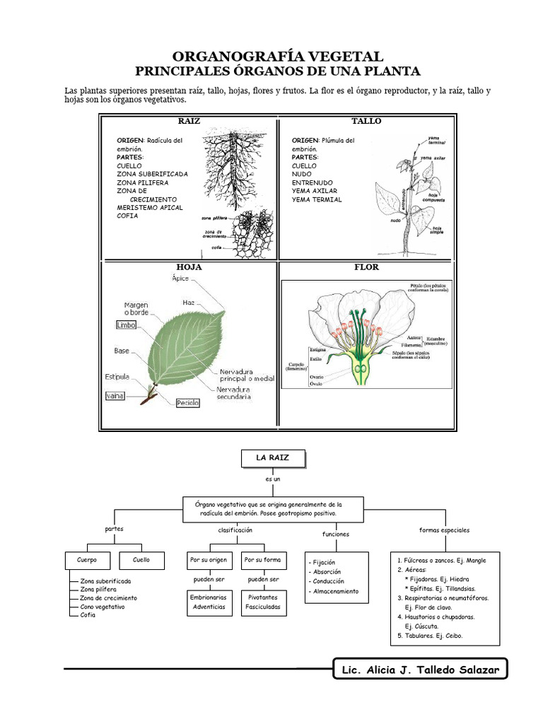 SECCION 7: Organografía Vegetal | PDF | Tallo de la planta | Flores