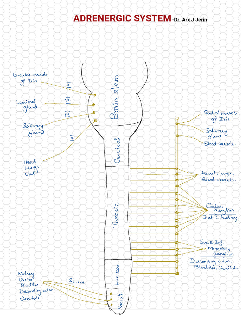 Adrenergic System | PDF