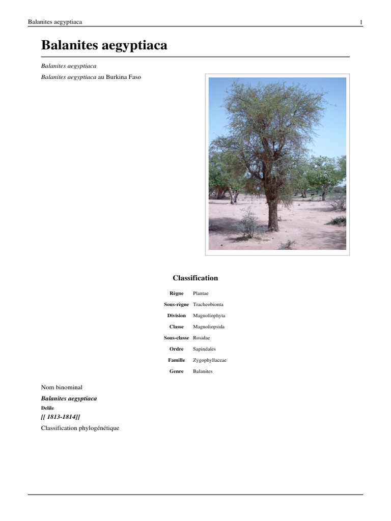 Balanites aegyptiaca : Bienfaits et usages | PDF | Plantes | Botanique