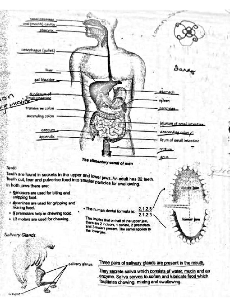 Human Life Sciences | PDF