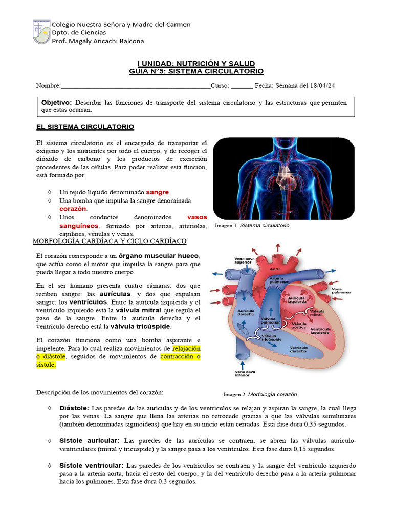 Ciencias Naturales 8º Guía 5 Sistema Circulatorio | PDF | Sistema ...