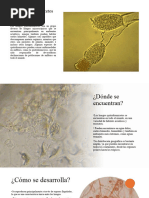 Morfología y Estructura de Hongos | PDF | Citoplasma | Hongo