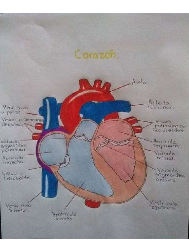 Anatomía del corazón, L-2358 | PDF