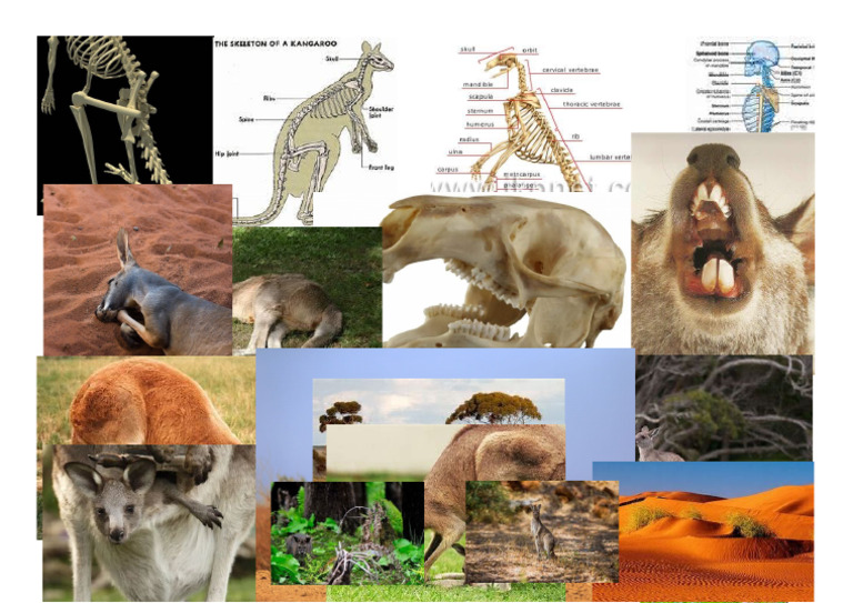 Kangaroo Mood Board | PDF