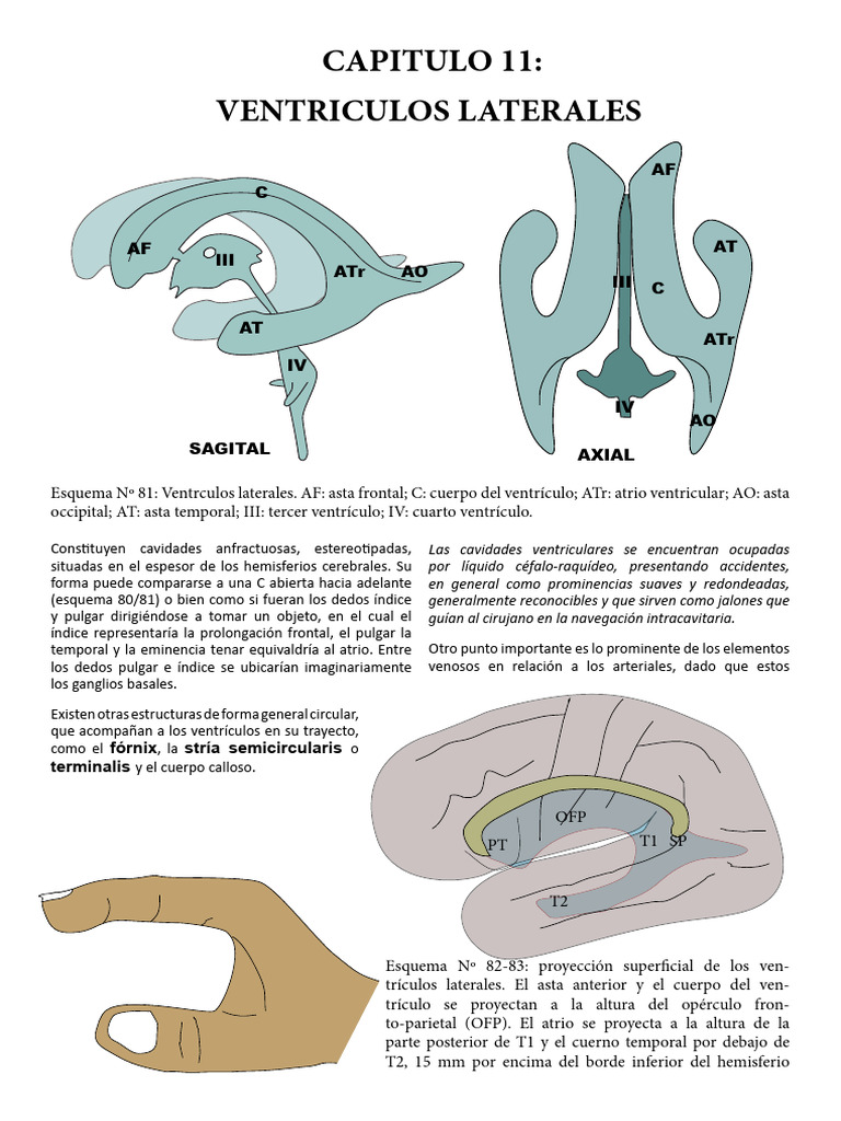 509-Texto Del Artículo-6312-1-10-20230316 | PDF | Cerebro | Cerebro