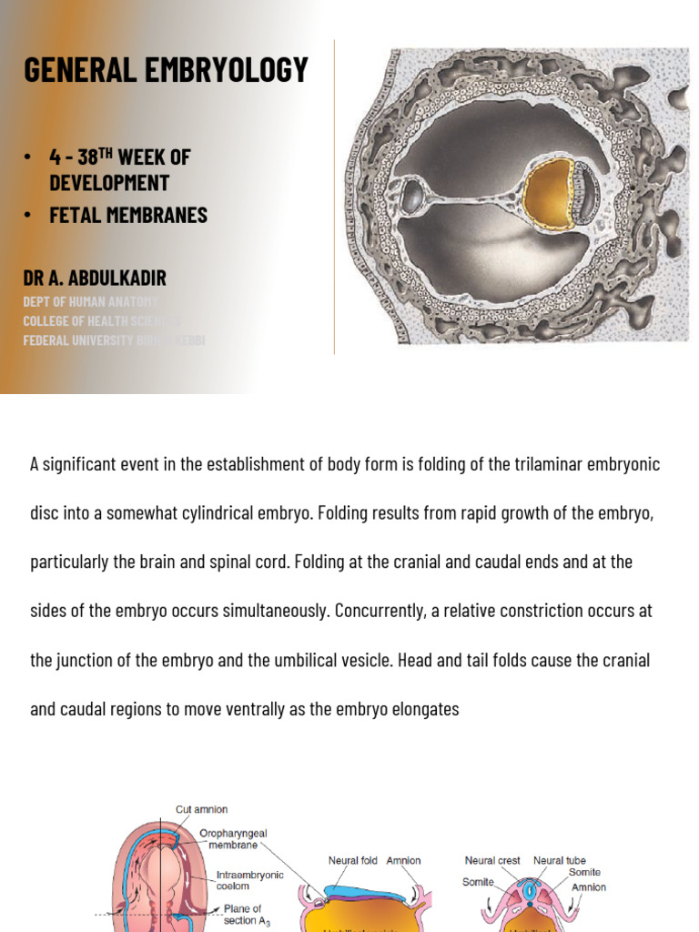 Embryology 4 | PDF | Placenta | Fetus