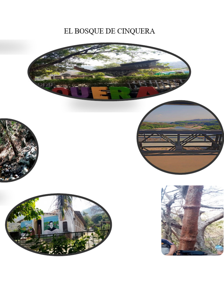 El Bosque de Cinquera | Descargar gratis PDF | Entorno natural ...