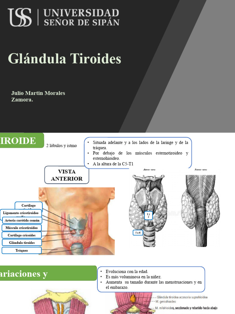 Glándula Tiroides | Descargar gratis PDF | Tiroides | Anatomia animal