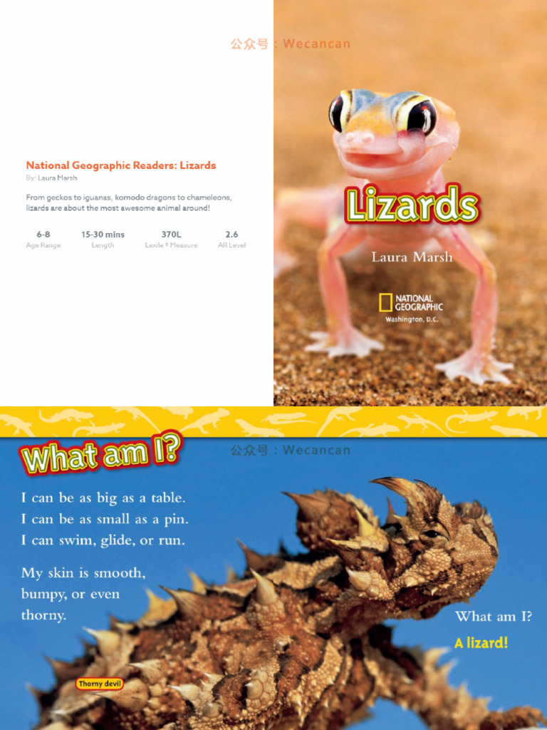 05 Lizards | PDF