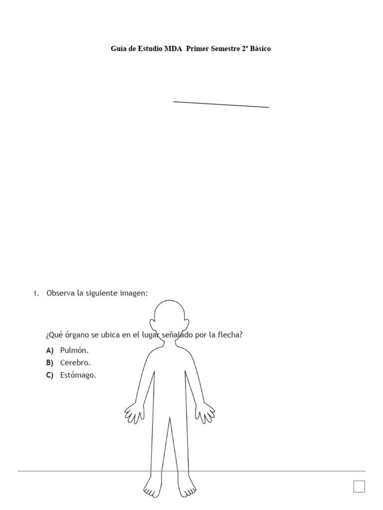 Guìa de 2º Año MDA | PDF | Respiración | Esqueleto