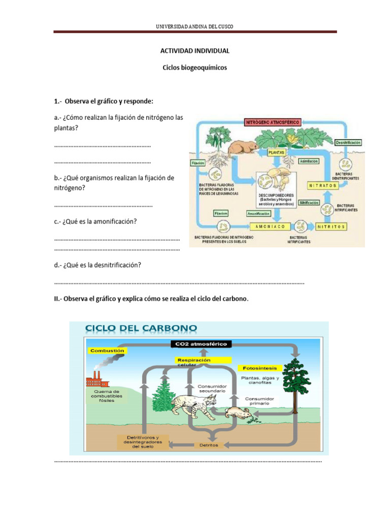 Ciclos biogeoquímicos ficha de trabajo (1) | PDF