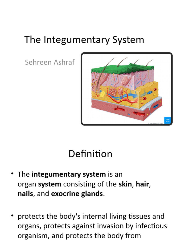 The Integumentary System-1 | PDF | Melanoma | Metastasis