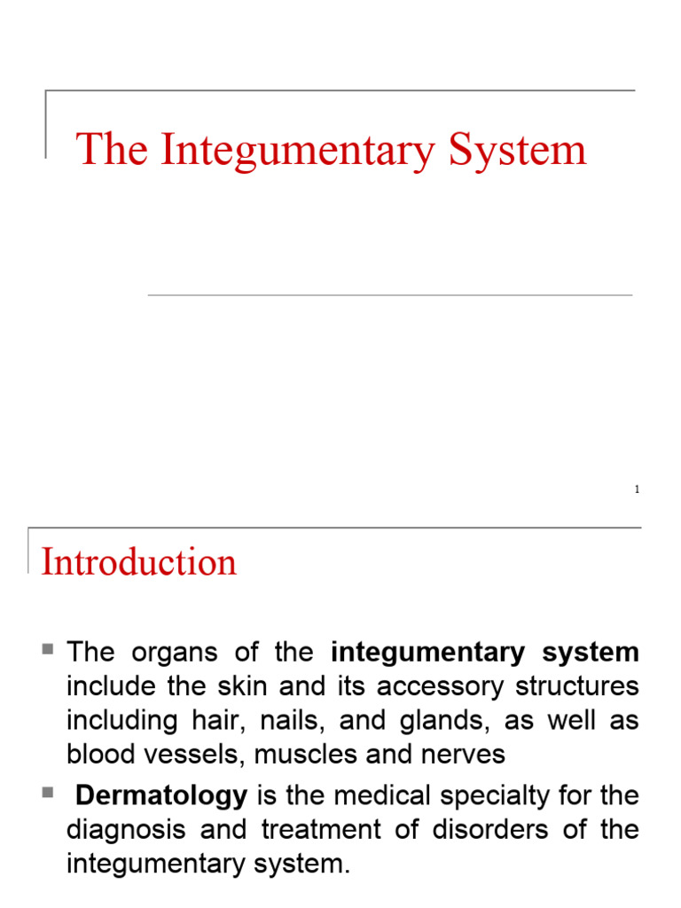 Integumentory System (Skin) | PDF | Skin | Integumentary System