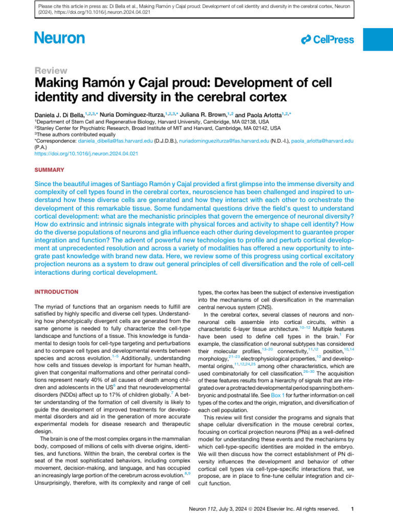 1 s2.0 S0896627324002824 Main | PDF | Cerebral Cortex | Neurogenesis