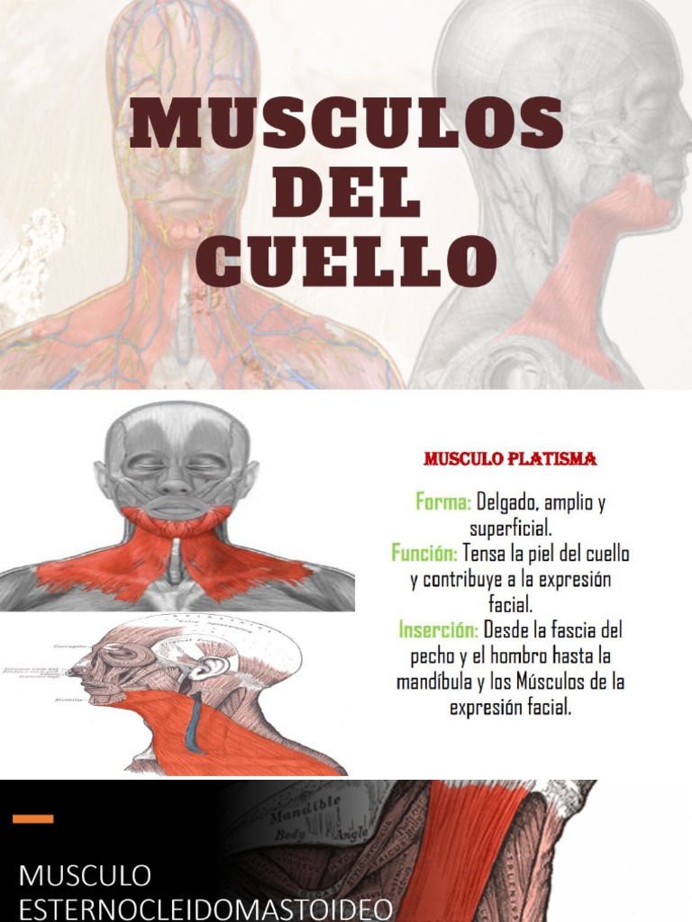 Músculos Del Cuello Pdf – Músculos del cuello: Orígenes, inserciones ...