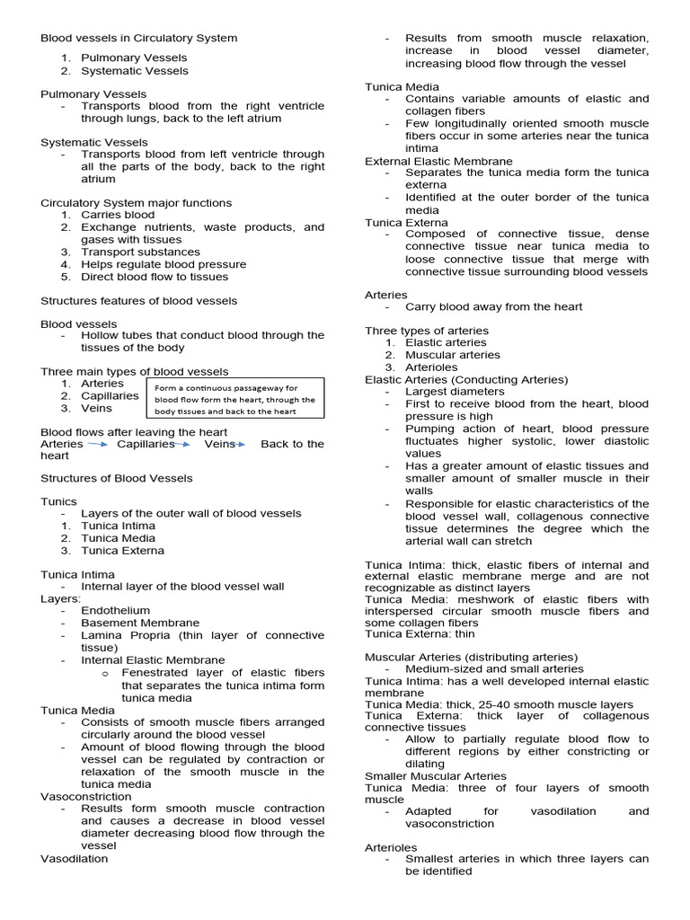 Blood Vessels in Circulatory System | PDF | Aorta | Artery