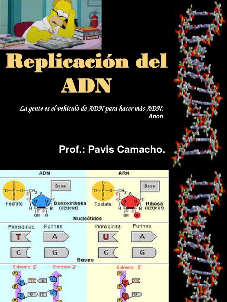 Replicación Del ADN (24 | PDF | Replicación De Adn | Adn
