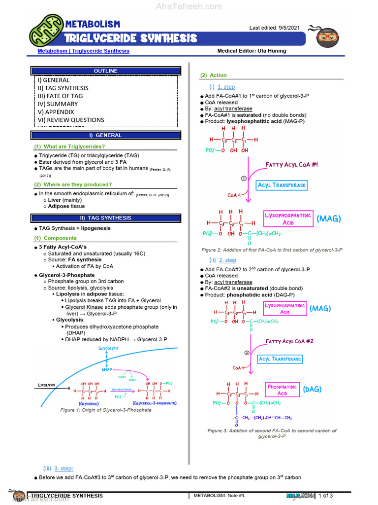Triglyceride Synthesis atf | PDF | Triglyceride | Fatty Acid