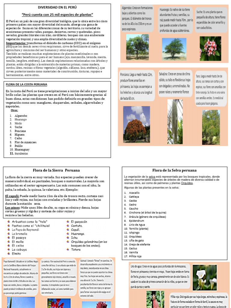 FICHA DE P.S- FLORA DEL PERU -LUNES 2 DE OCT | PDF | Perú | Arboles