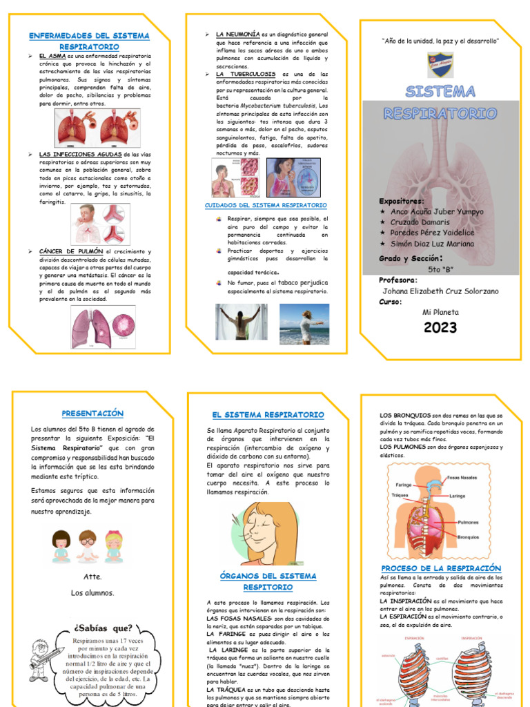 Sistema Respiratorio Triptico 5to b | PDF | Respiración | Sistema respiratorio