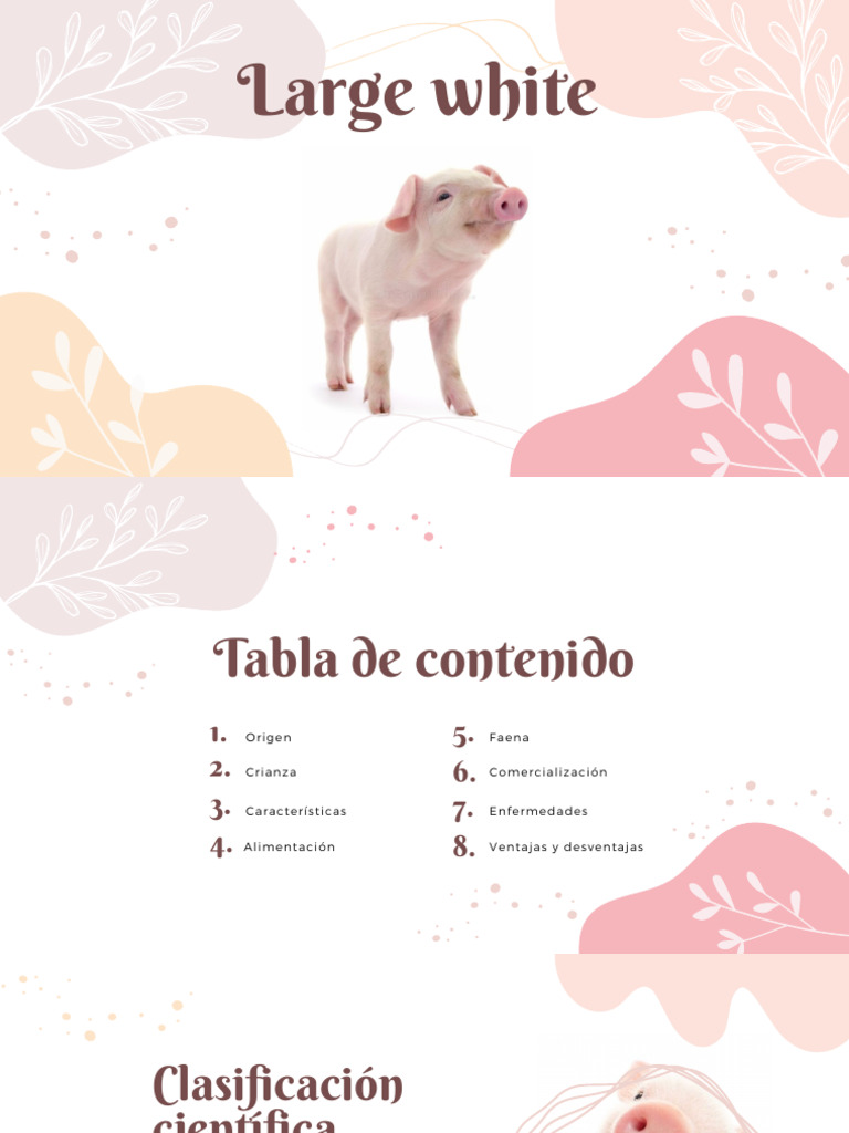 Raza Porcina Large White: Ventajas y Más | PDF | Carne | Cerdo