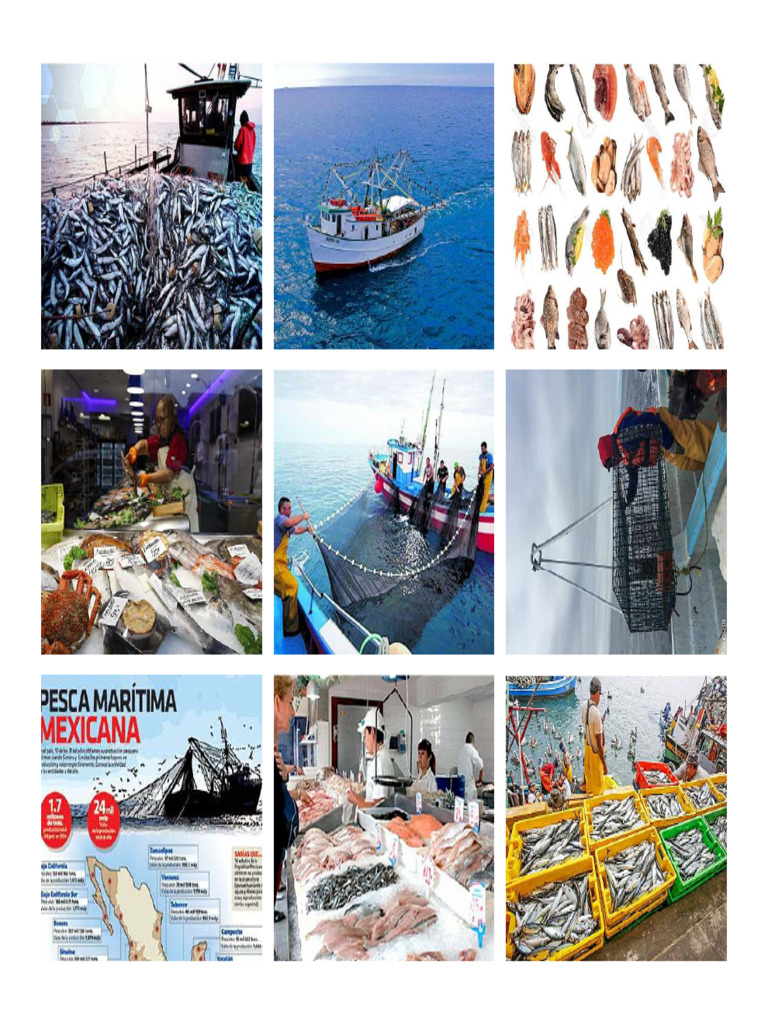 Img. colage pesca | PDF