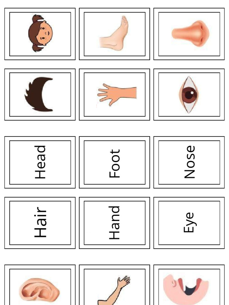 Parts of The Body Flashcards | PDF