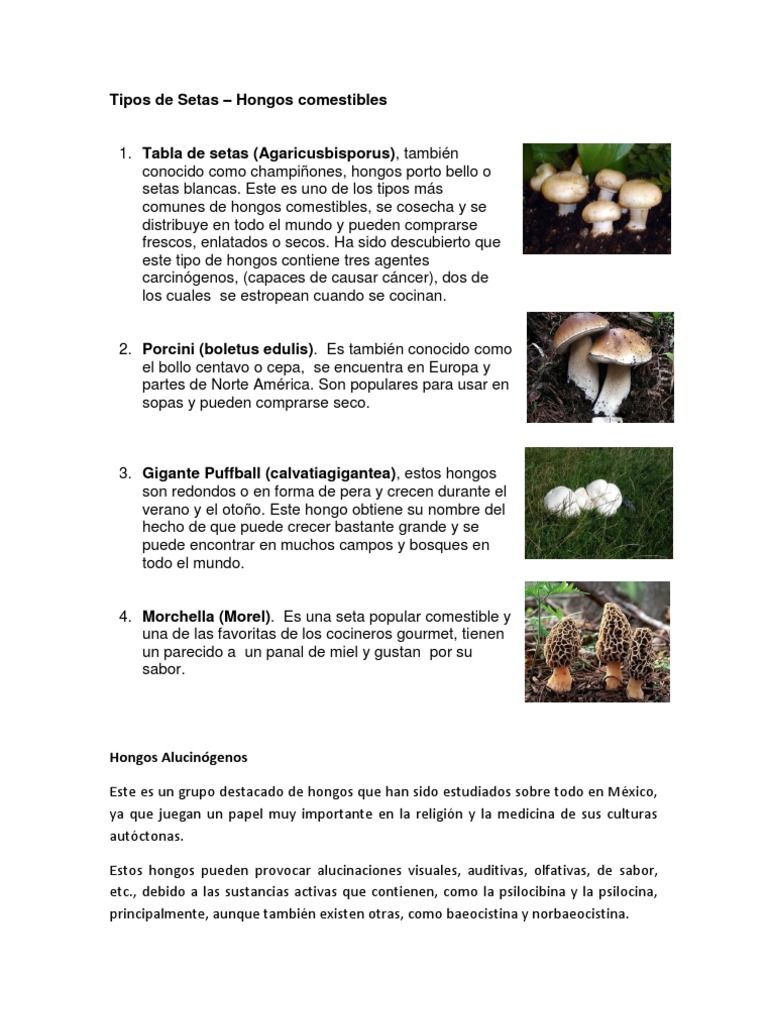 Tipos de Setas | PDF | Etnobotánica | Plantas de jardín
