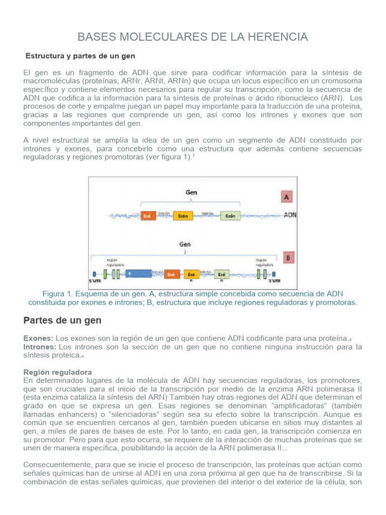 Bases Moleculares de La Herencia | PDF | Mitosis | Gene