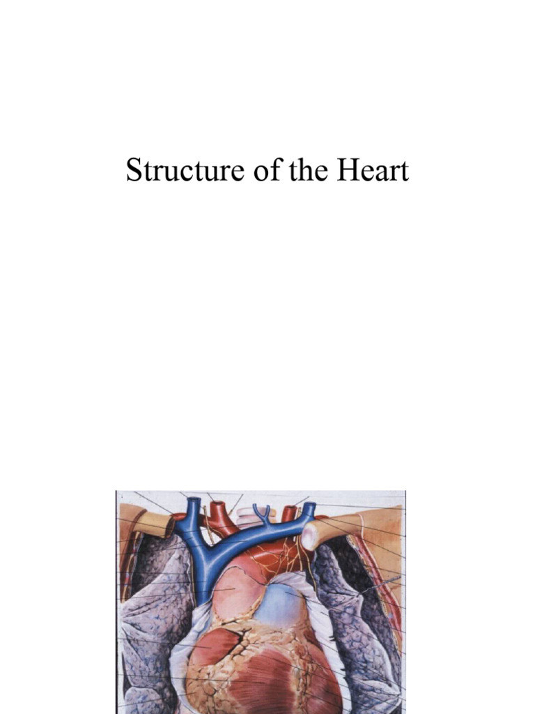 Anatomy of the Heart and Great Vessels | PDF | Heart Valve | Heart